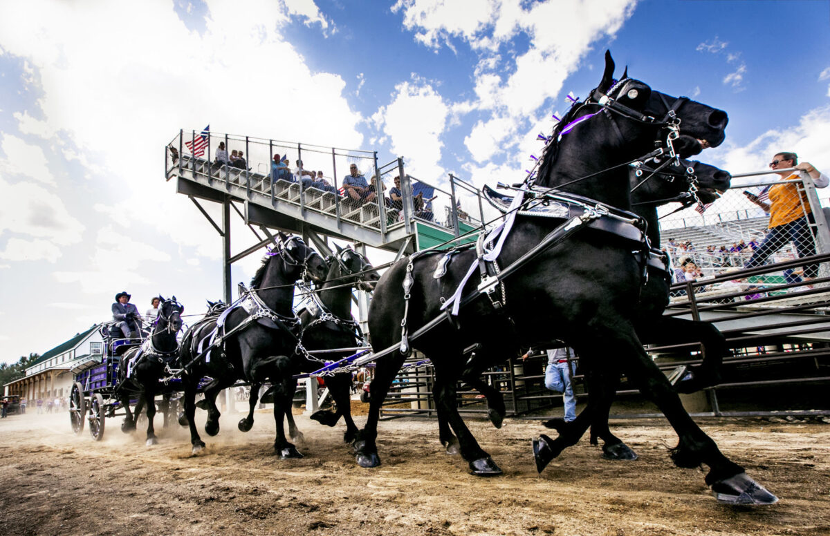 Though newcomers, Young Living’s Percheron draft horse teams have established tradition of ...